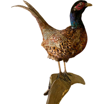 Oude Taxidermie Fazant. Decoratie. Opgezet. | Overige accessoires ...