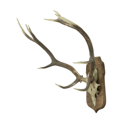 Mooi Edelhert Hert Gewei Met Schedel Gelijke 10 Ender Taxidermie ...