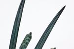 Vintage 1960S Beeldje Sculptuur Eend Gans Riet Koper Messing 60S ...