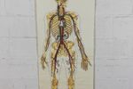 Schoolplaat - Het Bloedvaten Stelsel | Kunst | Reliving